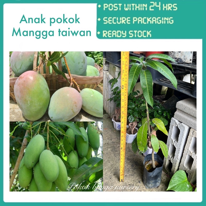 PBN - anak pokok mangga taiwan - Pokok bunga nursery buah-buahan fruit ...