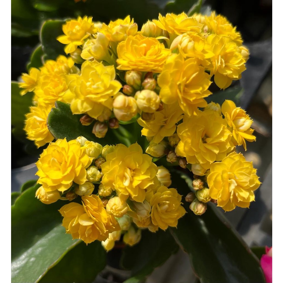 Kalanchoe🧧Blooming Calanchoe🧧万紫千红 🍁Pot Size @ bunga setawar | Shopee ...