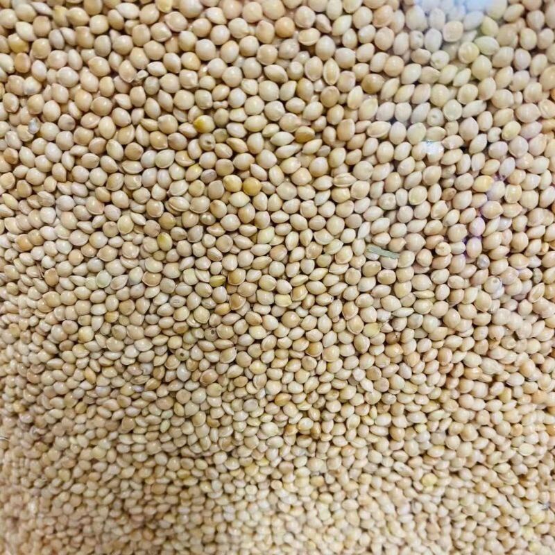 Sambau putih /White millet (100g/250g/500g) | Shopee Malaysia