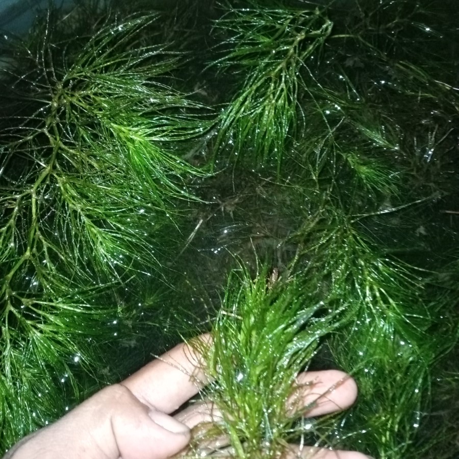 Hidryla hornwort Water Algae/Squirrel Tail Algae | Shopee Malaysia