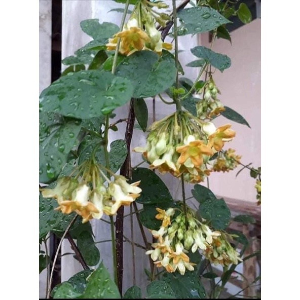 Pokok bunga tongkeng, tonkin jasmine, telosma cordata- menjalar dan ...