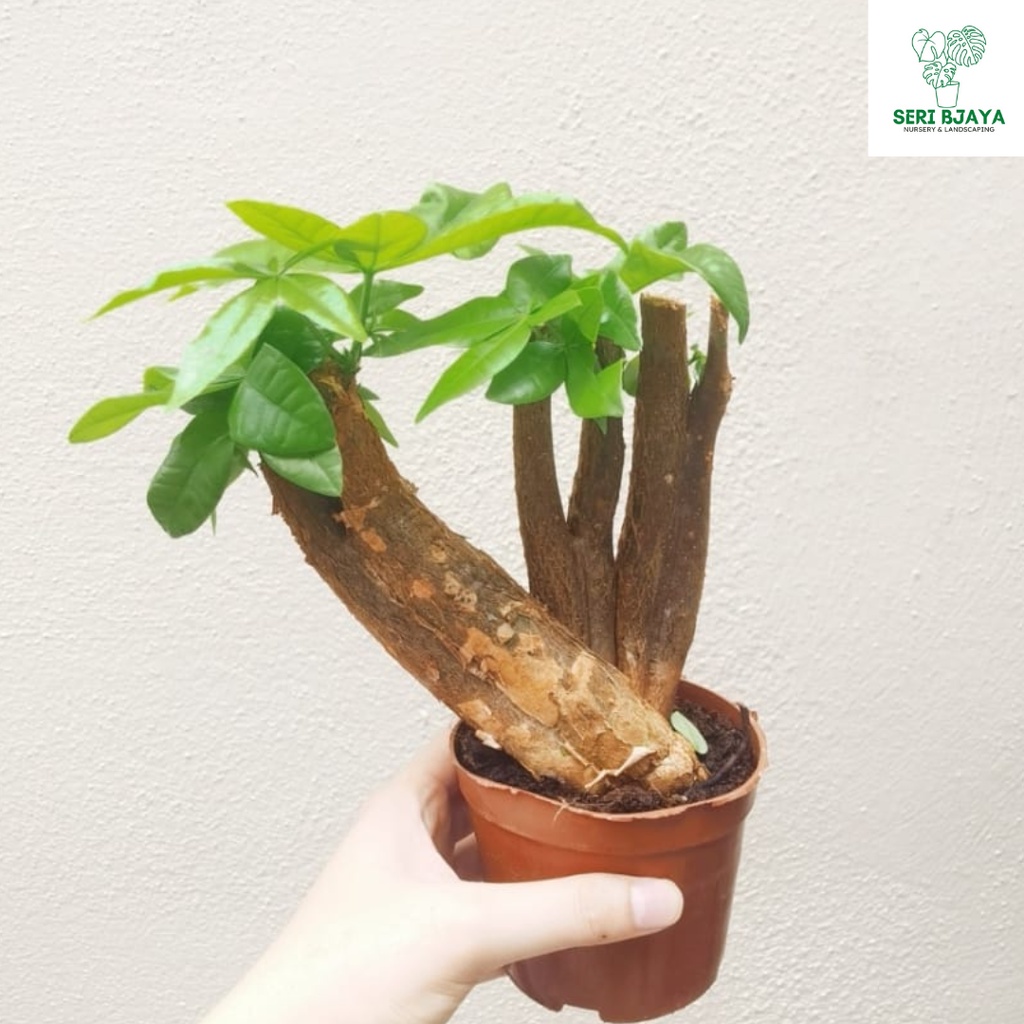 CNY Pachira Aquatica / Pachira 3 Stems/Pachira Tree Head/QQ/Odd Head ...