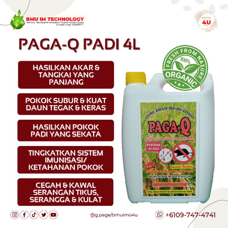 PAGA-Q PADI - POKOK SUBUR • DAUN TEGAK (4L) | Shopee Malaysia