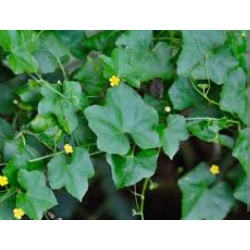 Pokok timun hutan atau timun asli | Shopee Malaysia