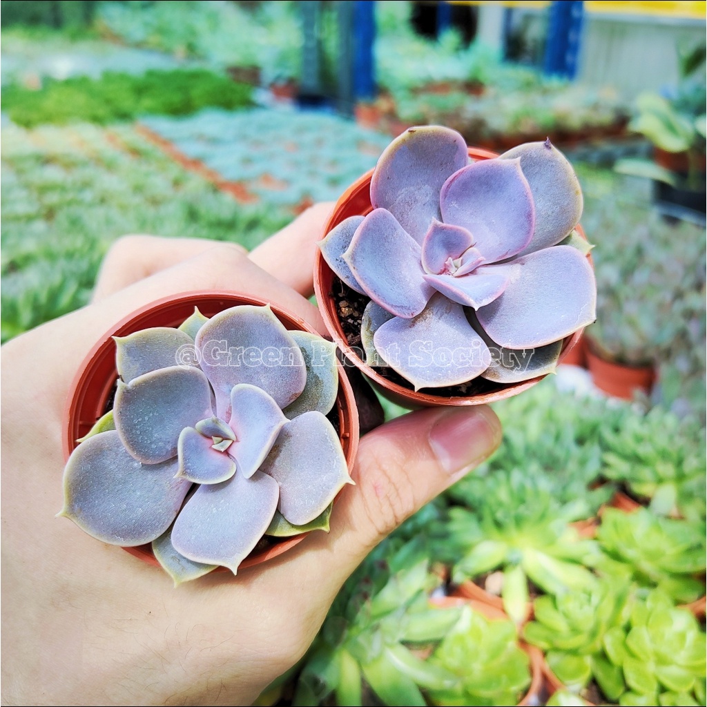 GPS Green Plant Society Live Succulent Echeveria ‘Perle von Nürnberg 紫珍珠多肉 (P55) | Shopee Malaysia