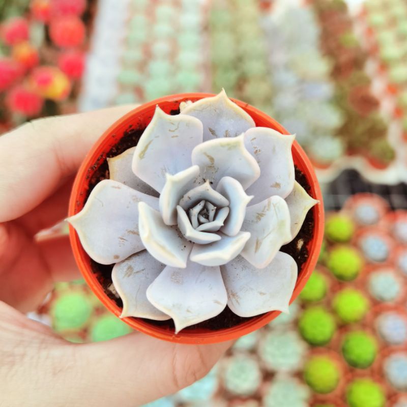 MOVEE-Succulent Live Plant [丽娜莲Echeveria lilacina] | Shopee Malaysia