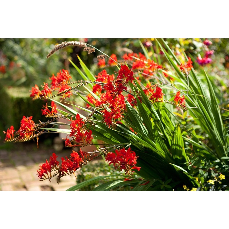 Pokok bunga rare crocosmia, iris merah, coppertips, montbretia | Shopee ...