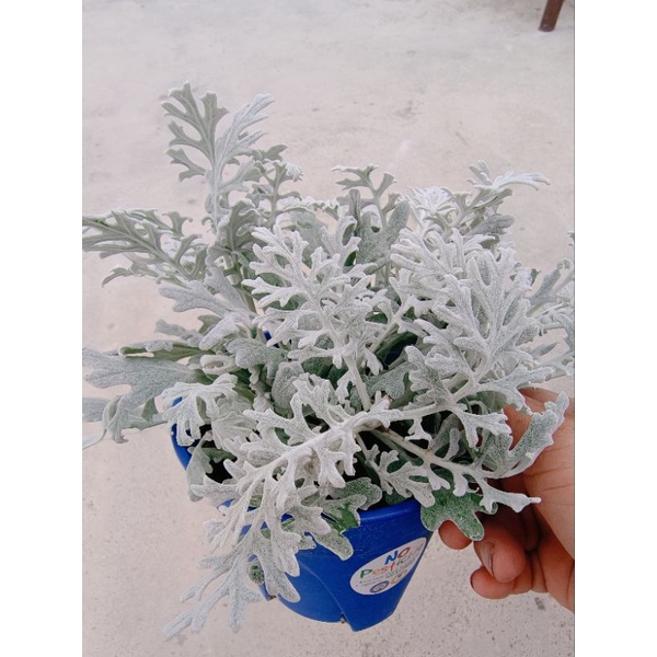 Happi GO 1Pot Silver Dusk 细裂银叶菊 (Live Plant) | Shopee Malaysia