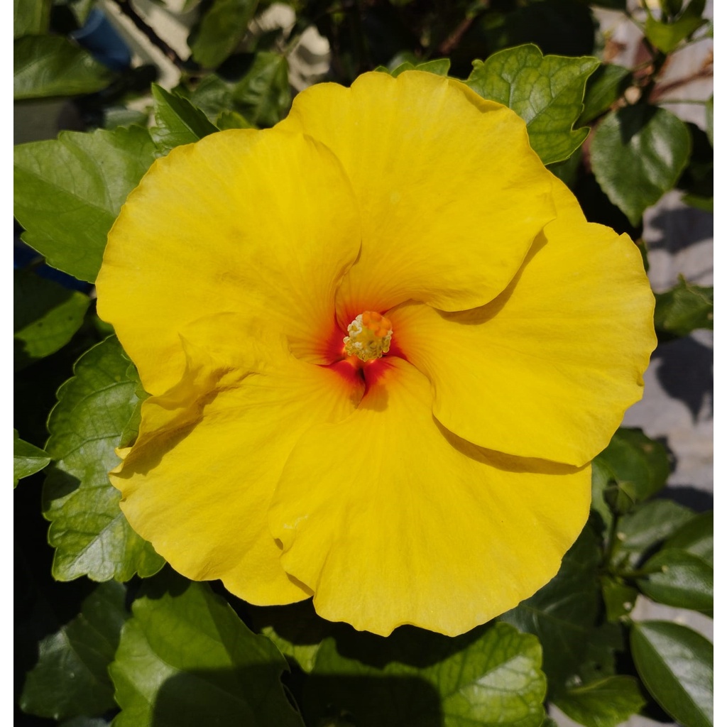 Anak Pokok Bunga Raya Kuning Hawaii | Shopee Malaysia