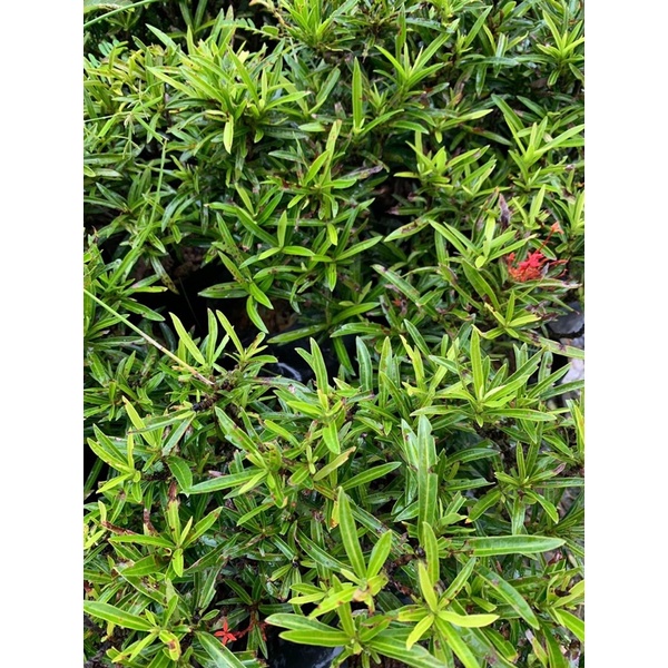 pokok bunga jejarum / ixora | Shopee Malaysia