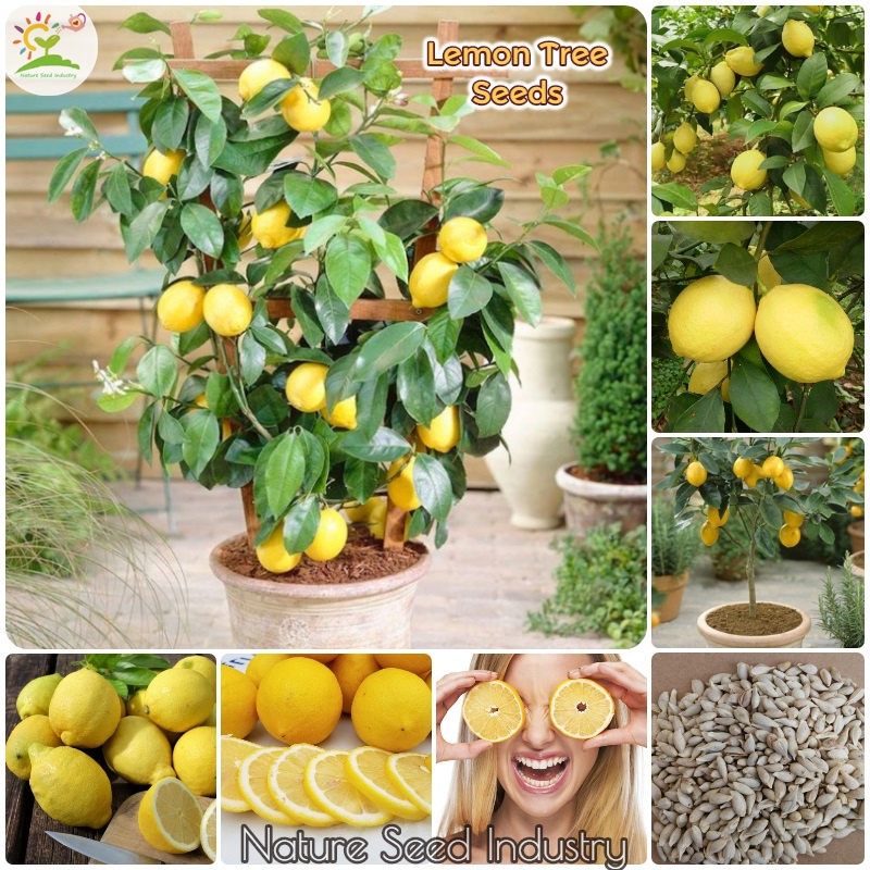 Lemon Tree Seeds for Planting 10 seeds/pack, Easy To Grow In Malaysia - Dwarf Lemon Tree Plant ...