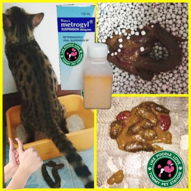 Ubat Diarrhoea Cirit Birit Kucing cat dog puppy | Shopee Malaysia