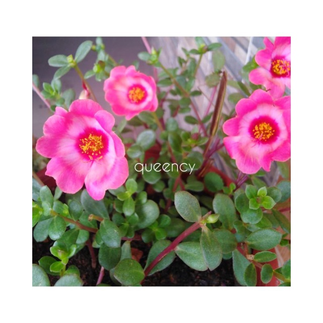 1 Keratan Ros Jepun Selapis / Portulaca/Bunga Pukul 10 | Shopee Malaysia