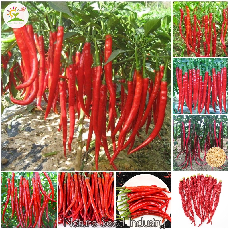 Long Chilli Seeds for Planting (50 Seeds/pack)丨Biji Benih Cili Merah ...