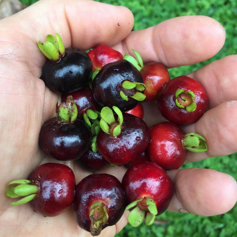 Pokok Buah Ceri Brazil | Shopee Malaysia