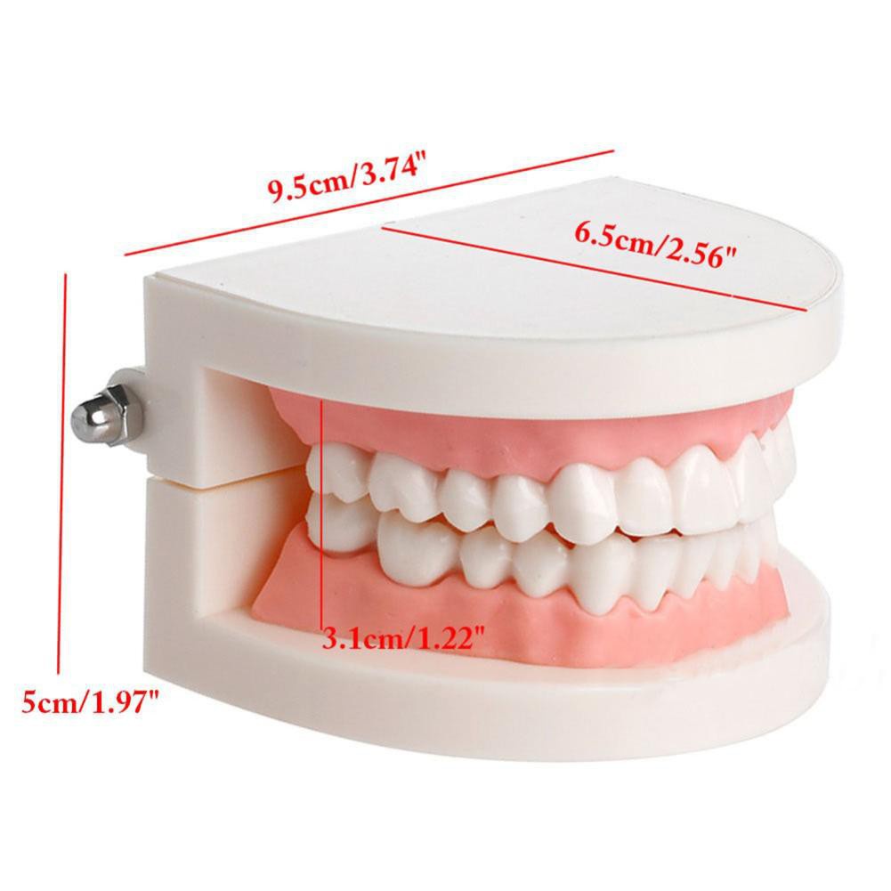 Dental Teeth Model Dentist Model for Teaching Dentistry Material Dental ...