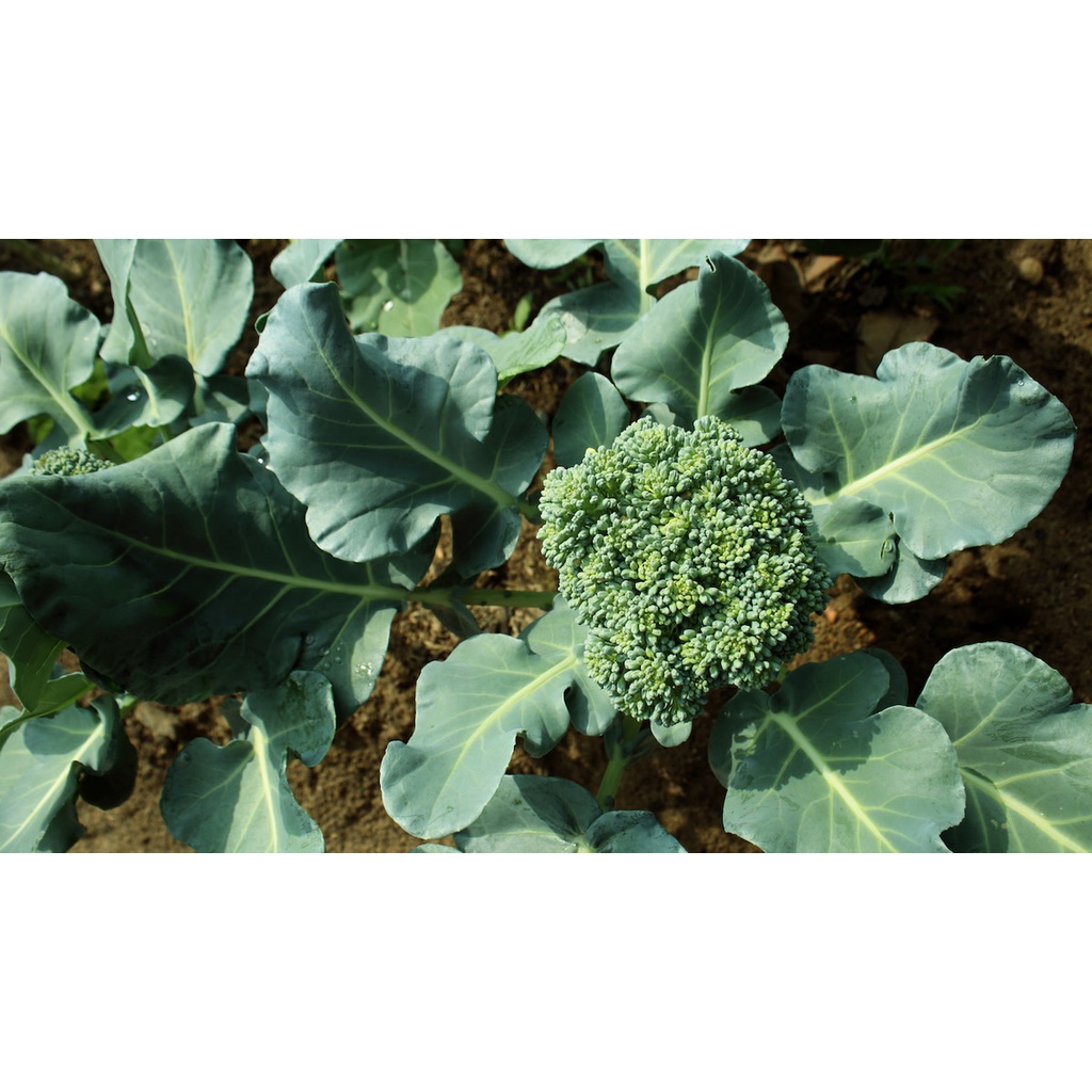 Benih Brokoli - Seeds of Broccoli 10 biji | Shopee Malaysia