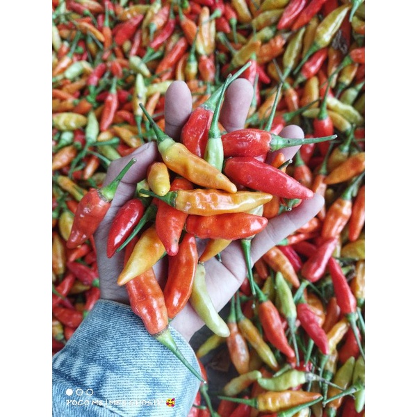 Fresh Chili 1kg | Shopee Malaysia