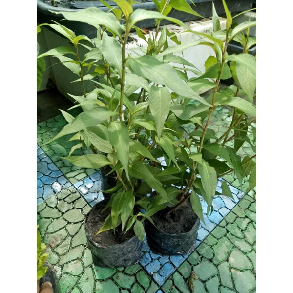 Anak pokok kesum| 10 pokok daun kesum|laksa leaves pokok kesum dalam ...