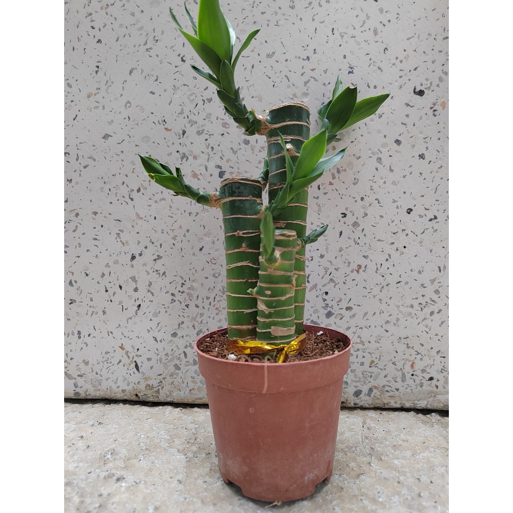 Lucky Bamboo 3in1 CNY plants 20cm | Shopee Malaysia
