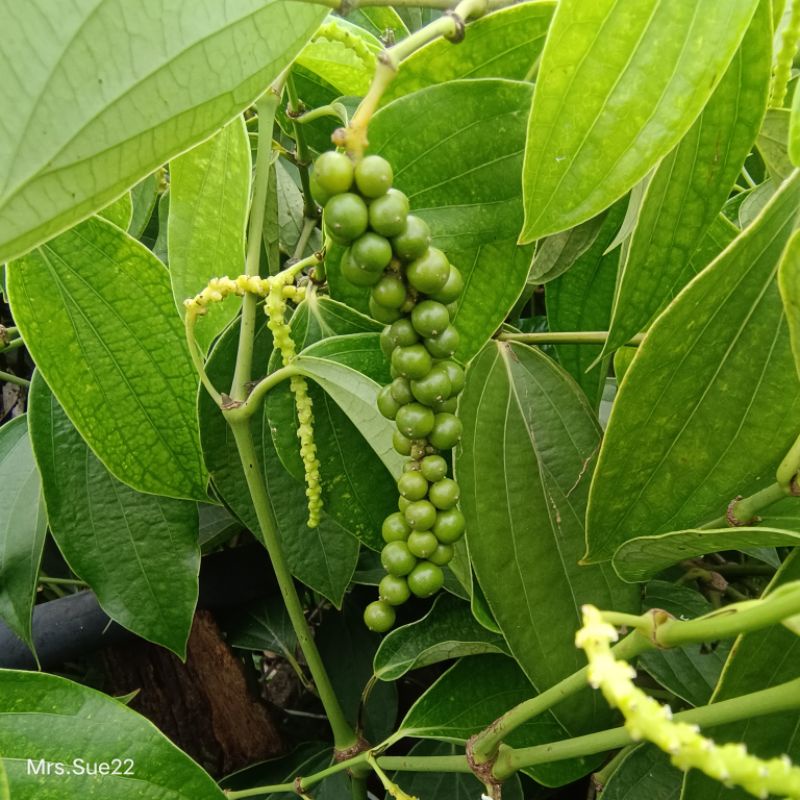 anak pokok lada hitam black pepper live plants freshhh ready stock by ...