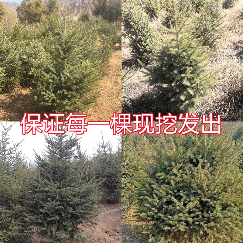 New style pokok krismas sebenar pasu pokok sebenar hidup norway spruce ...