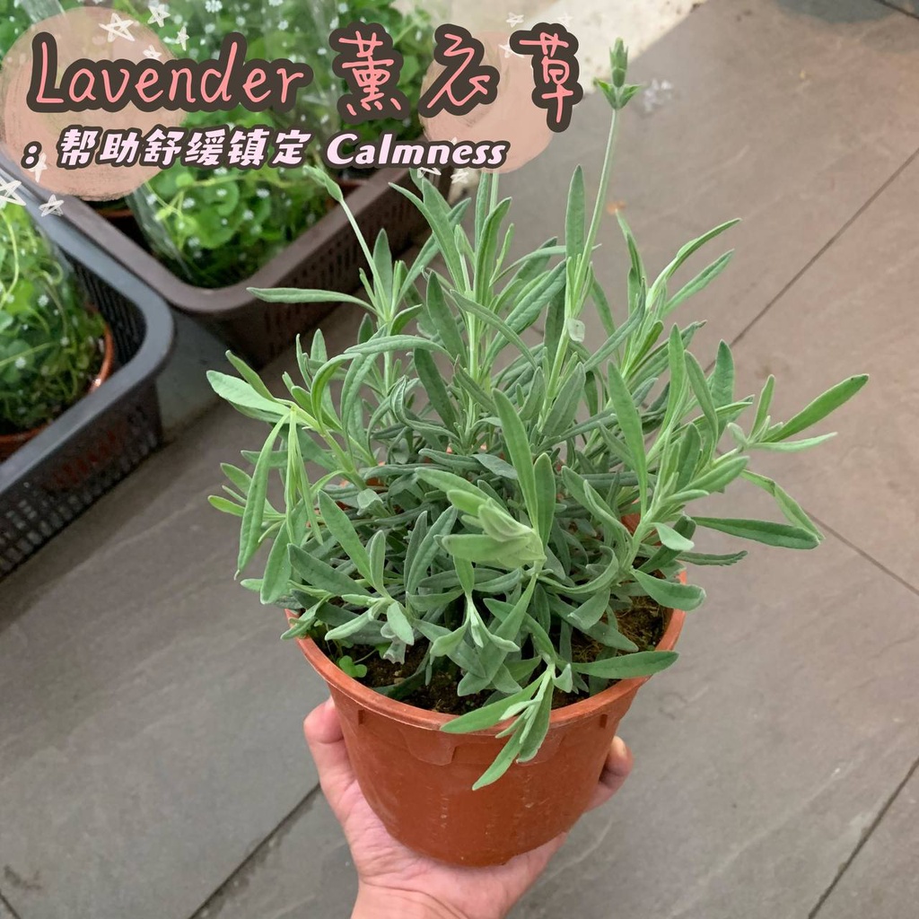 GPS Green Plant Society Fresh Herbs Plant Lavender 香草/草药植物 薰衣草 / Pokok ...