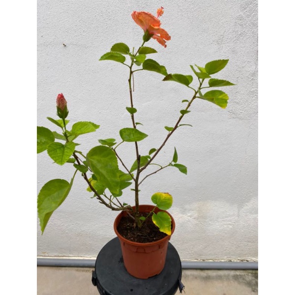 POKOK BUNGA RAYA HYBRID | Shopee Malaysia
