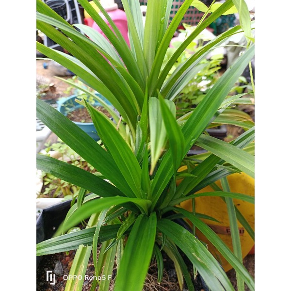pokok pandan,daun pandan | Shopee Malaysia