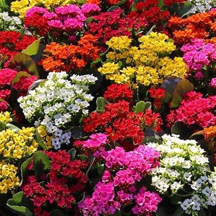 Kalanchoe🧧Blooming Calanchoe🧧万紫千红 🍁Pot Size @ bunga setawar | Shopee ...