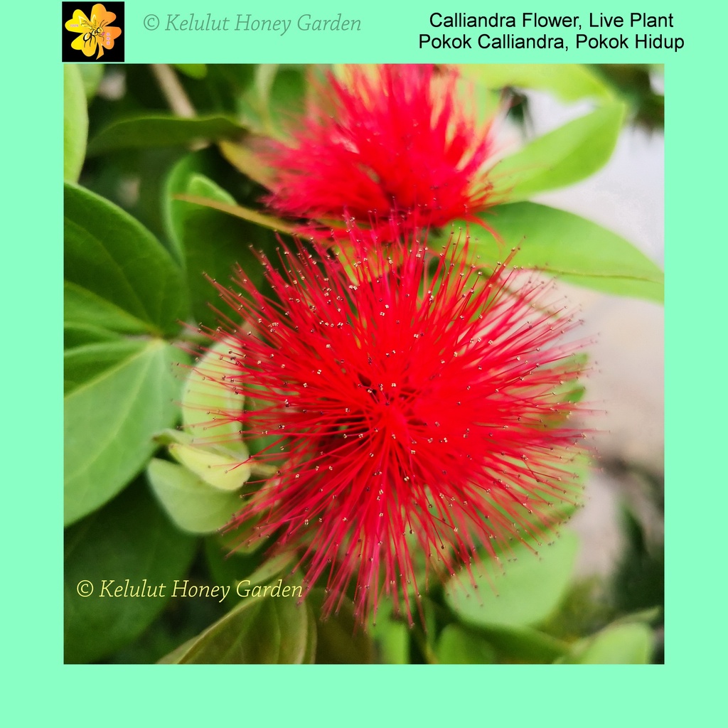 Pokok Calliandra Bunga Kesukaan Kelulut, Calliandra Flower Live Plant ...