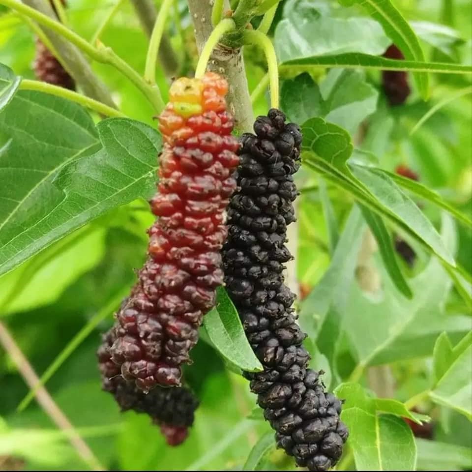 Anak Pokok Mulberry Chicken Claw | Shopee Malaysia