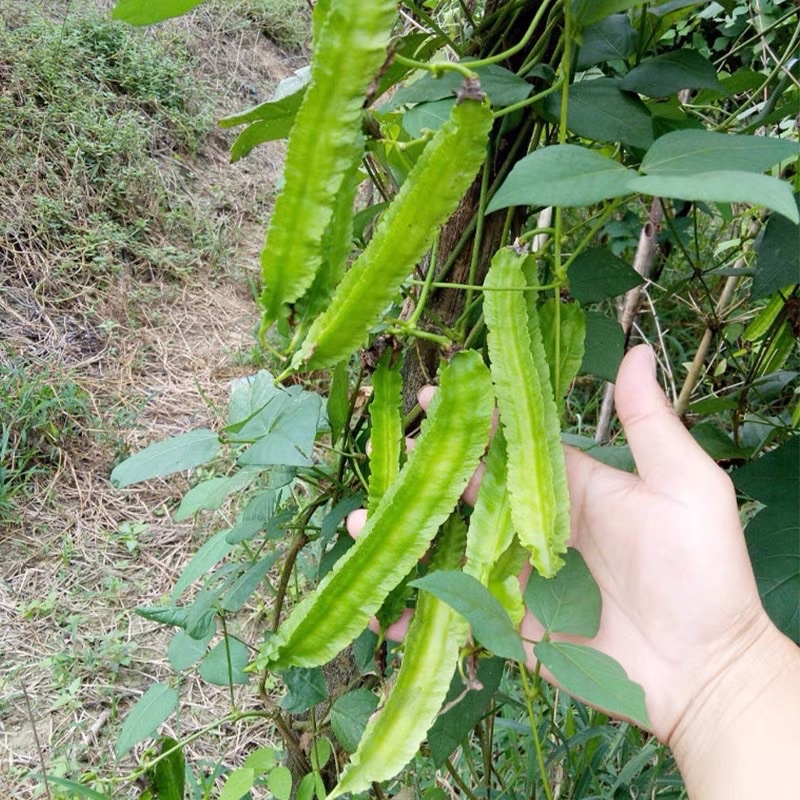 Winged Bean Seeds 5pcs / Biji Benih Kacang Sayap | Shopee Malaysia
