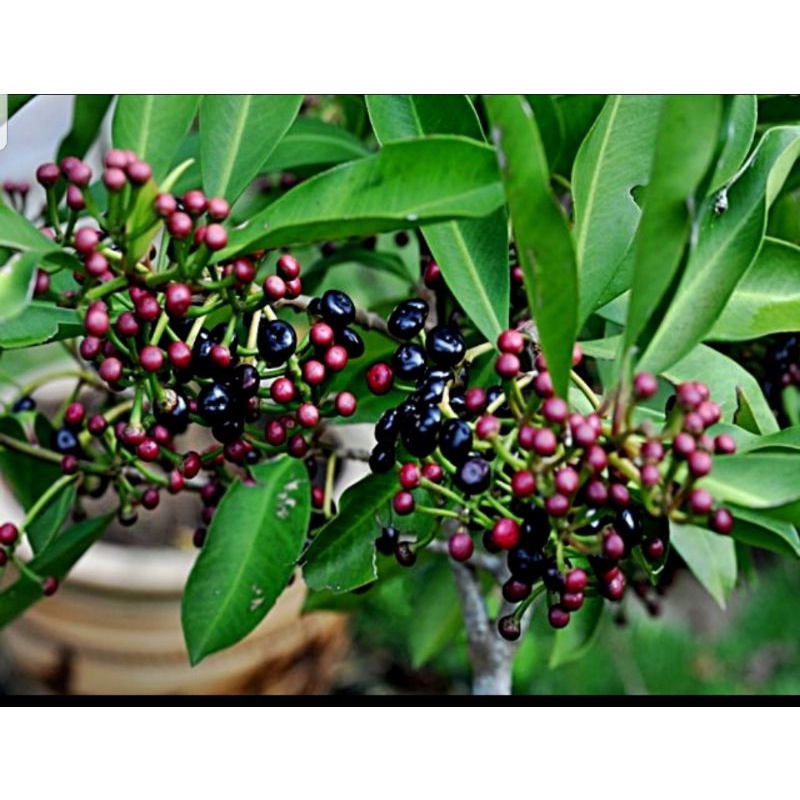 Daun mata itik/pelanduk/kancil 25 helai penawar semulajadi | Shopee ...