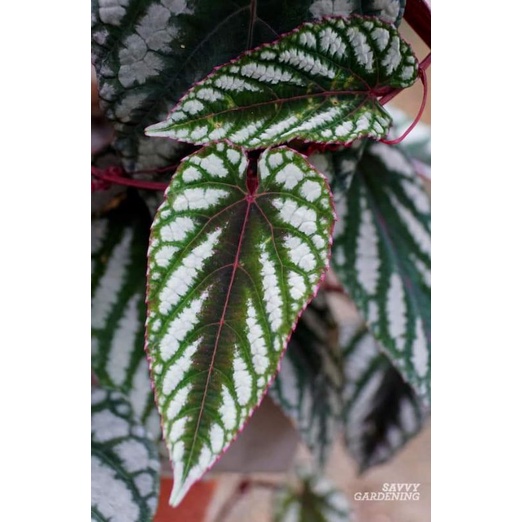 KKB Rex Begonia Vine, Cissus Discolor, Cissus Javana | Shopee Malaysia