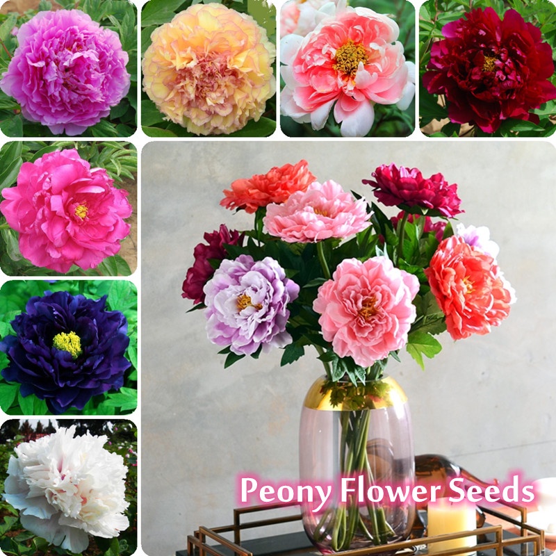 10PCS Mix Color Giant Peony Flower Seeds Rare Double Peony Seeds ...