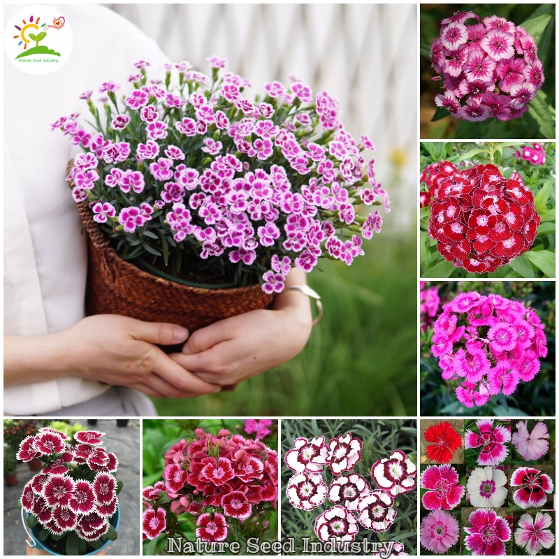 Colorful Dianthus Seeds for Planting 20 seeds/pack, Easy To Grow ...