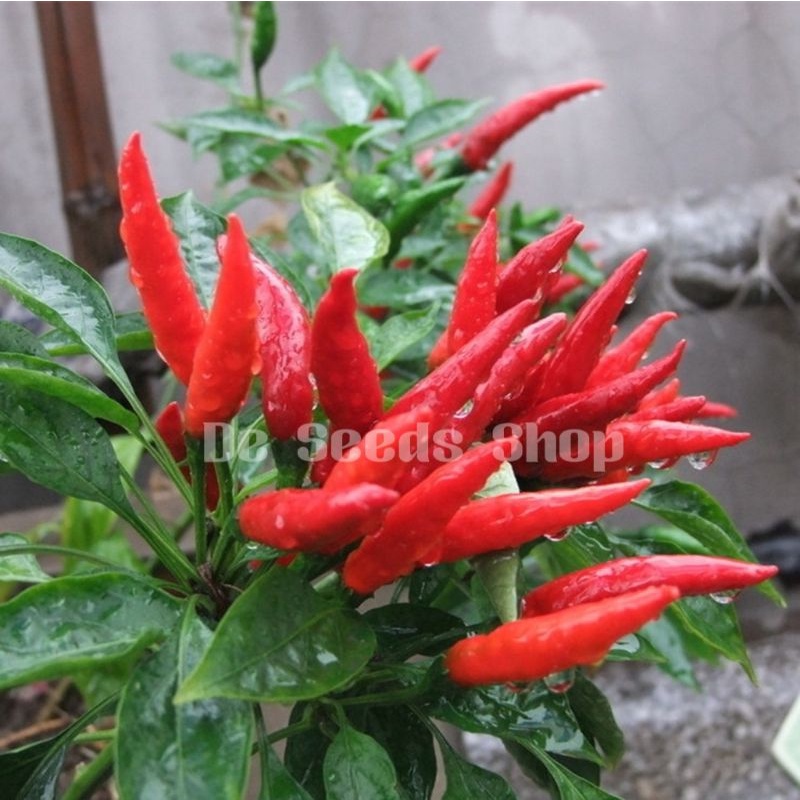 Benih Cili Jambak Jepun F1 Hybrid 20pcs/Chilli Seed/日本簇生小辣椒籽 | Shopee ...
