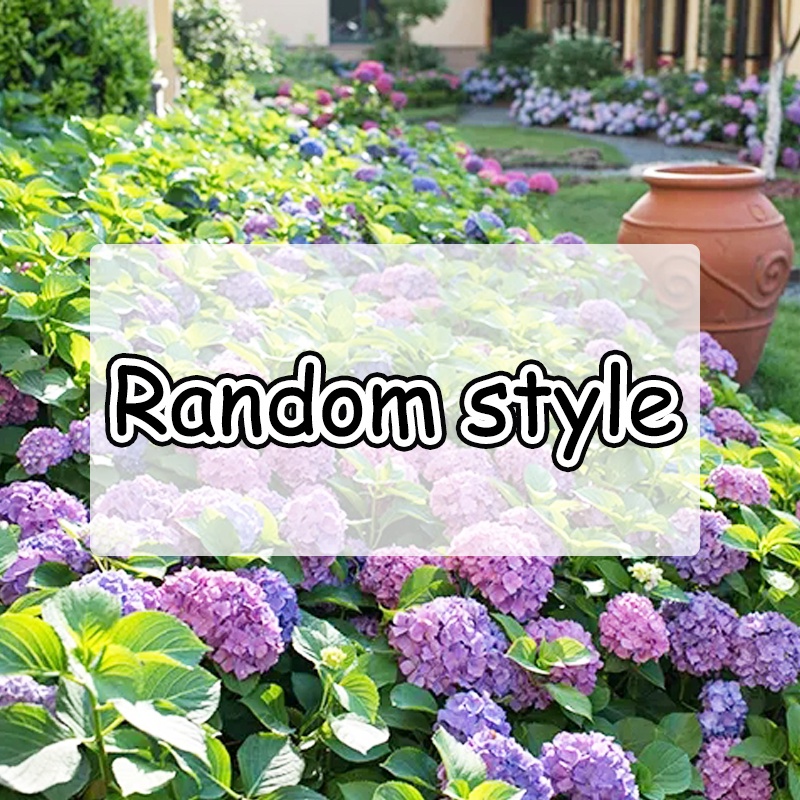 Dwarf Apple Tree Seeds for Planting (10 seeds/bag) | 苹果种子 | Benih Pokok ...