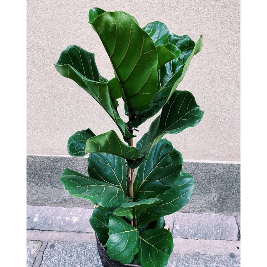 Ficus Lyrata Bambino 1-3 Stem (Fiddle-Leaf Fig) 琴叶榕Pokok Ketapang ...