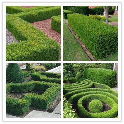 Buxus Sempervirens^ pokok bonsai boxwood hidup hiasan rumah live indoor ...