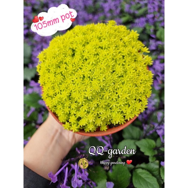 QQ-garden🌷Readystock‼️(105mm pot)黄金万年草Sedum makinoi'Ogon'多肉植物succulents ...