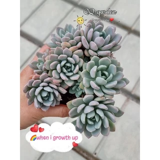 QQ-garden🌱, Online Shop | Shopee Malaysia