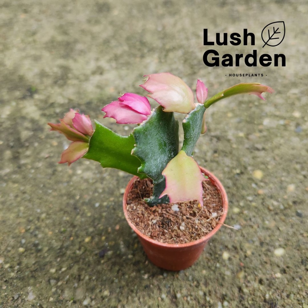 Crab Cactus / Schlumbergera Truncata / 蟹爪兰 / 螃蟹兰 55mm Pot Succulent ...