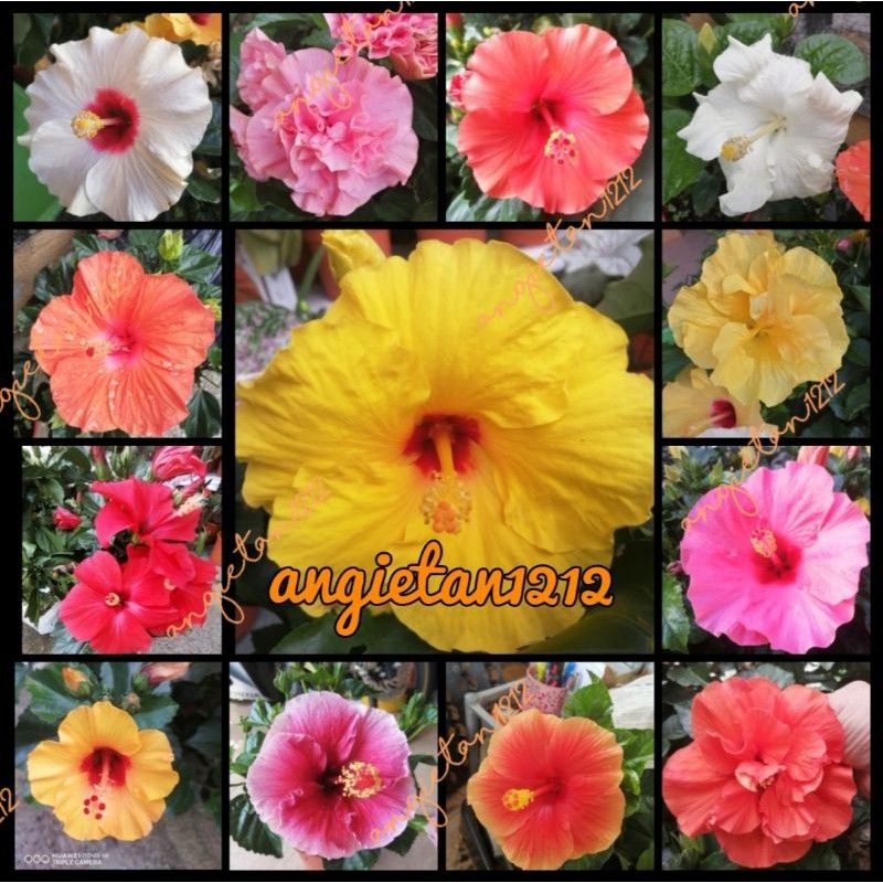 🌺MATURED HIBISCUS LIVE PLANT🌺 | Shopee Malaysia