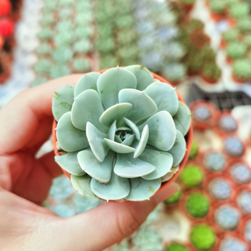 MOVEE-Succulent Live Plant [玉蝶 Echeveria glauca] | Shopee Malaysia