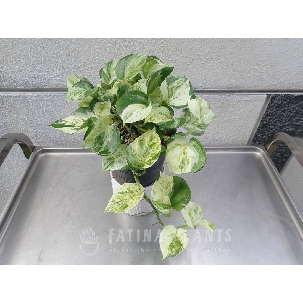 Manjula Pothos [ LIVE Indoor Plant ] [ Variegated ] [ Desk Plant ...