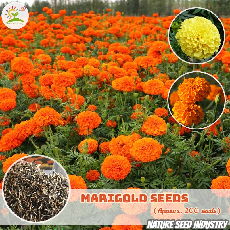 Marigold Seeds for Sale (100PCS, Suitable for Growing In Malaysia) - Garden Flower Plant Seed ...