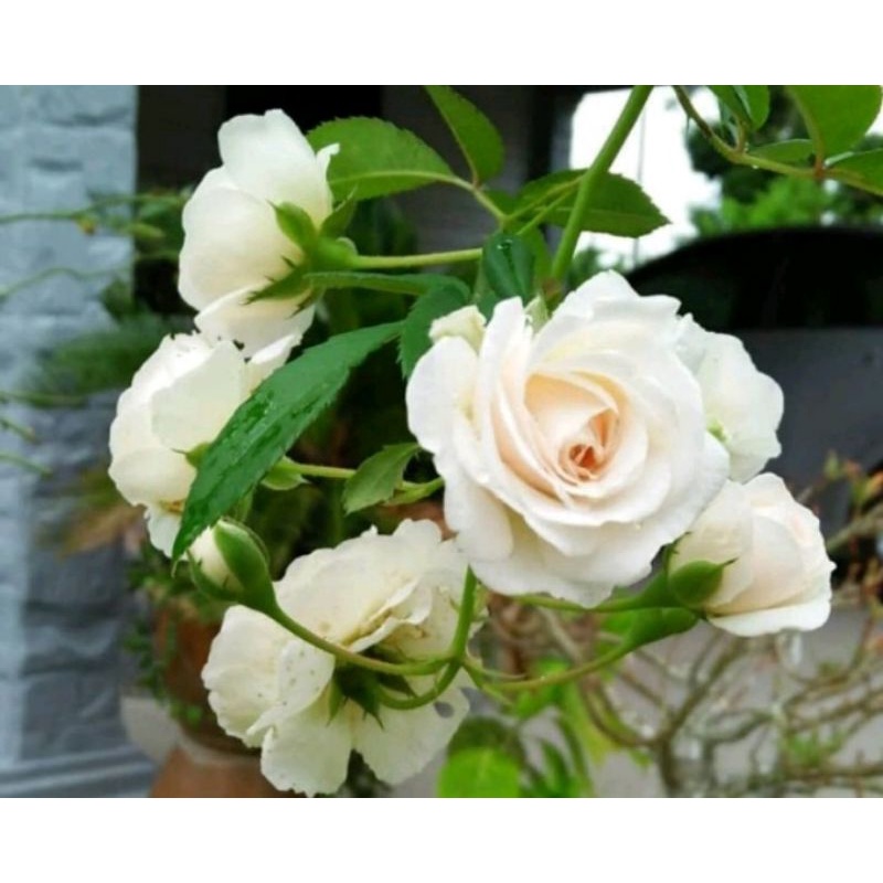 Anak pokok ros kampung warna putih dan pink | Shopee Malaysia