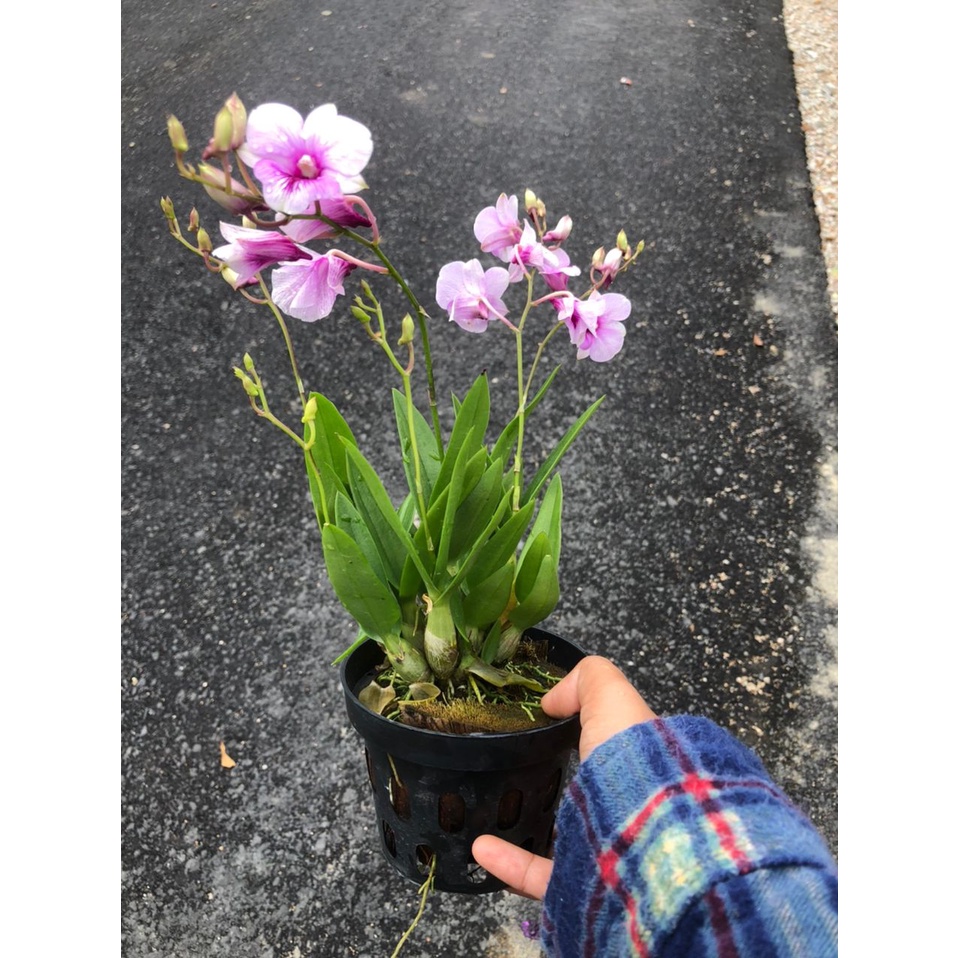 ORKID MINI. DENDROBIUM MINI. DENDROBIUM SPECIES. READY STOCK | Shopee ...